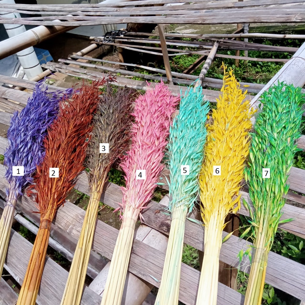 Jual (10 TANGKAI) AVENA WARNA BUNGA KERING. RUSTIC. BAHAN MAHAR ...