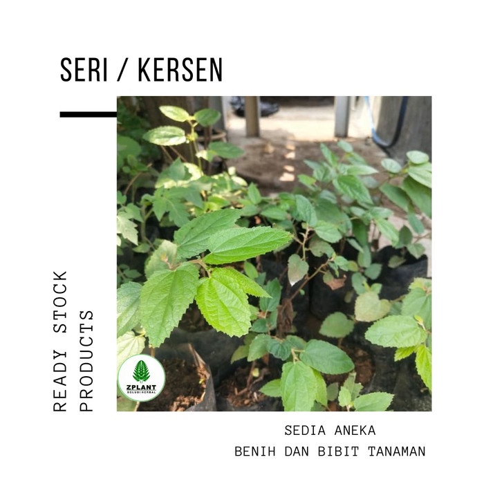 Jual Bibit Pohon Buah Ceri Seri Kersen Talok Keres Kersem - Tanaman ...