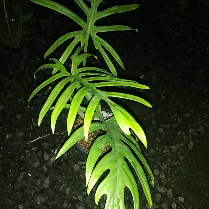 Jual philodendron elegans | Shopee Indonesia