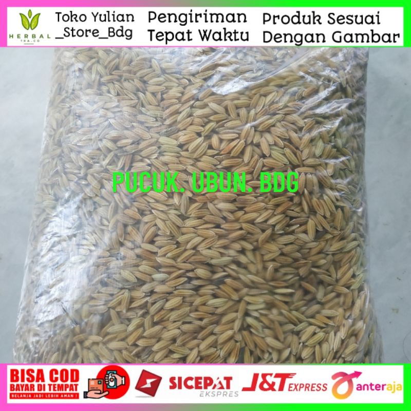 Jual bibit padi beras merah 1kg | Shopee Indonesia