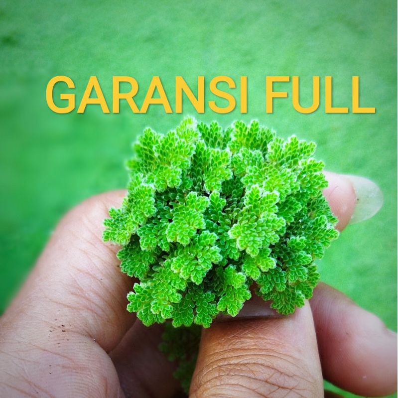 Jual Bibit Tanaman Azolla Azola 1kg Pakan Ternak | Shopee Indonesia