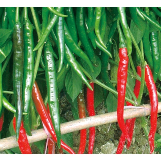 Jual Homegarden 200 Pcs Bibit Paprika Hijau Benih Paprika Benih Tanaman ...