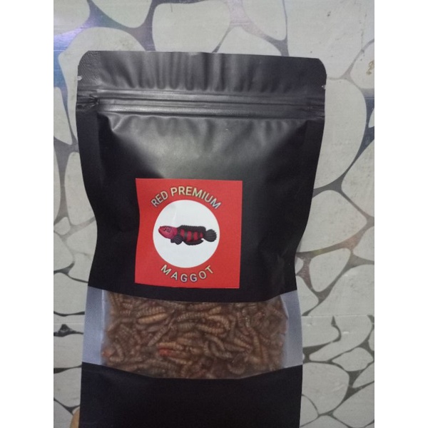 Jual Maggot bsf blue red yellow / maggot bsf / pakan chana / maggot ...