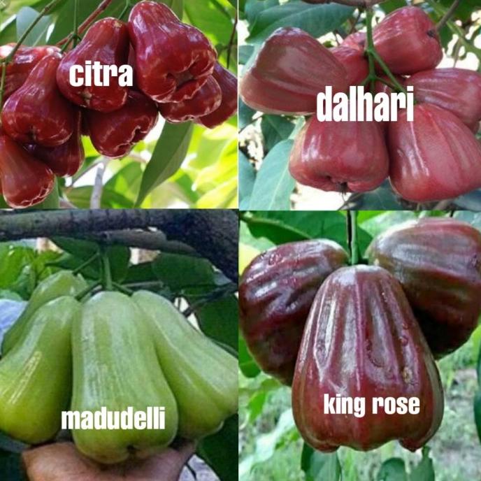 Jual Paket isi 4 bibit jambu air (dalhari, citra, madu deli, king rose ...