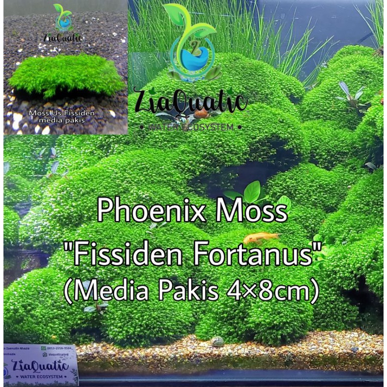 Jual Moss Us Fissiden Media Pakis - Tanaman Aquascape Aquarium Lumut ...