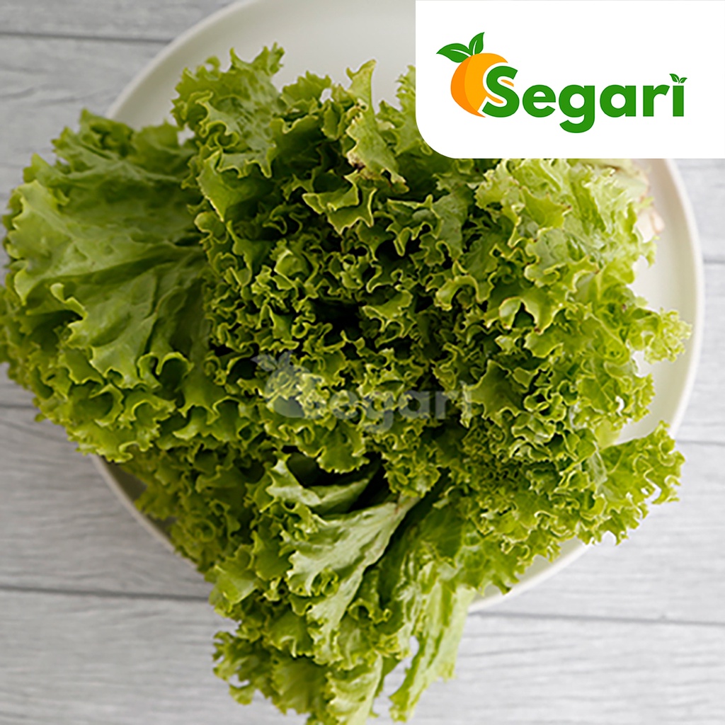 Jual Selada Hijau Keriting 200-250 gram | Shopee Indonesia