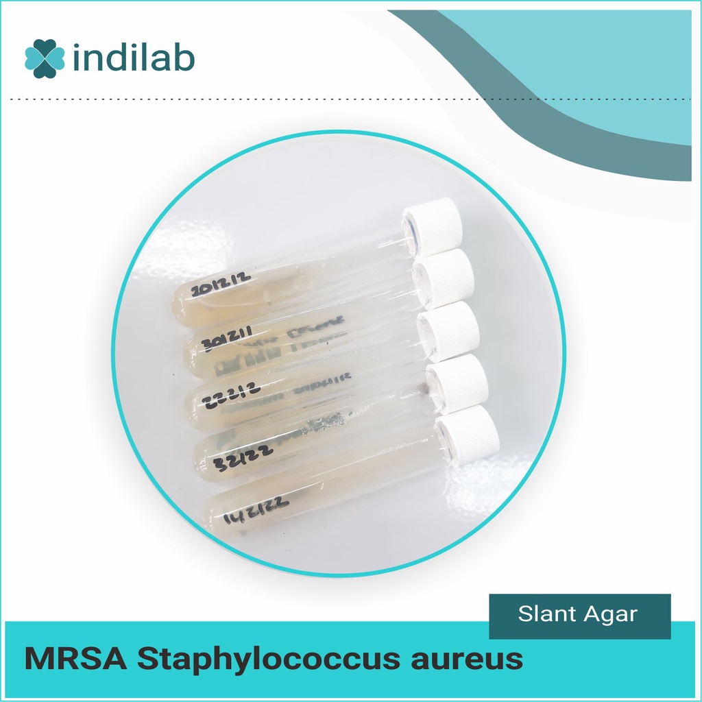 Jual Kultur Isolat bakteri MRSA Methicillin Resistant Staphylococcus ...