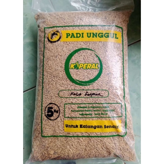 Jual BENIH PADI KEBO SUPER (BOBOT BAGUS, BIJI GABAH BESAR) | Shopee ...