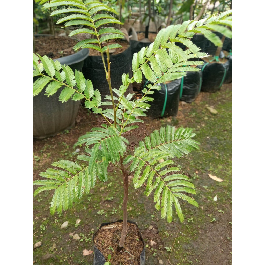 Jual tanaman bibit pohon pete okulasi tinggi 50 cm - Hebat Garden ...