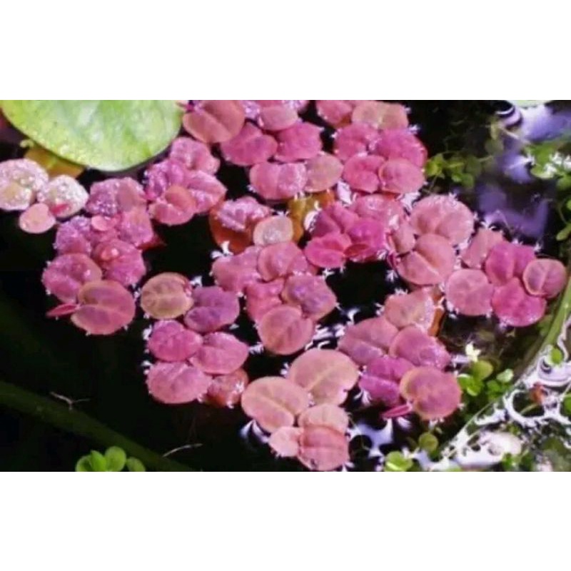 Jual Amazon frogbit akar merah/ Rare red root (Murah Aquatic) | Shopee ...