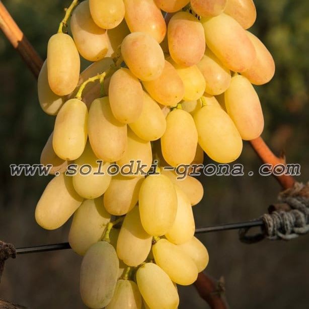Jual COD bibit anggur import ketmon sapi | Shopee Indonesia