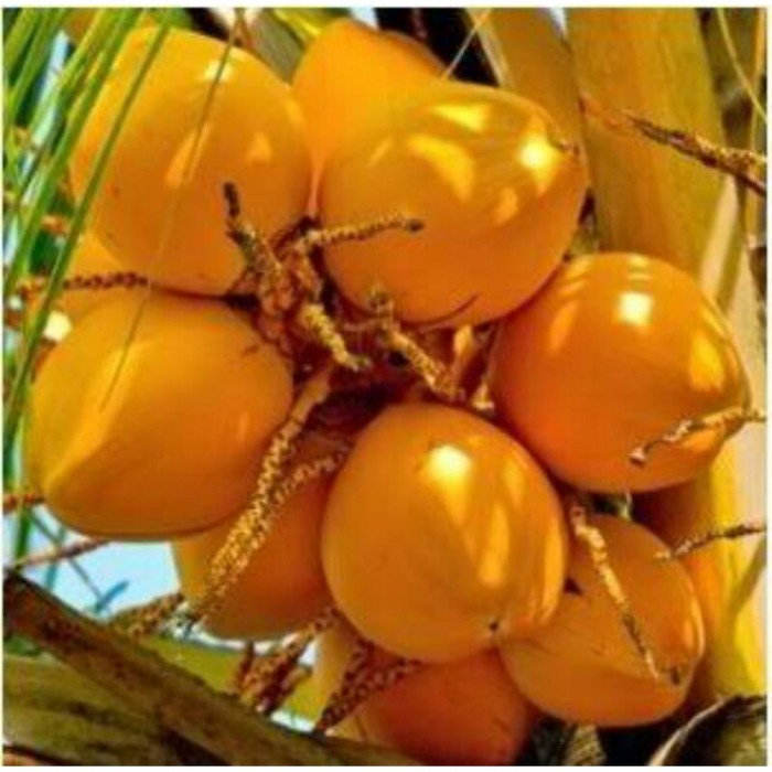 Jual new Kelapa Gading Muda / Tua Kelapa Kuning | Shopee Indonesia