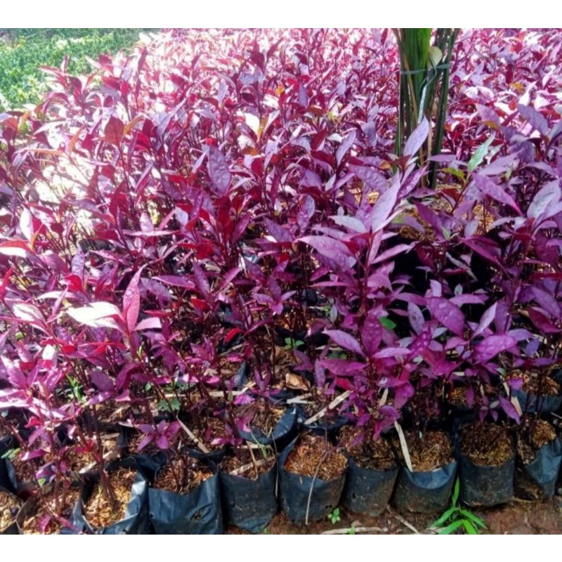 Jual Tanaman hias erva (bayam ungu) | Shopee Indonesia