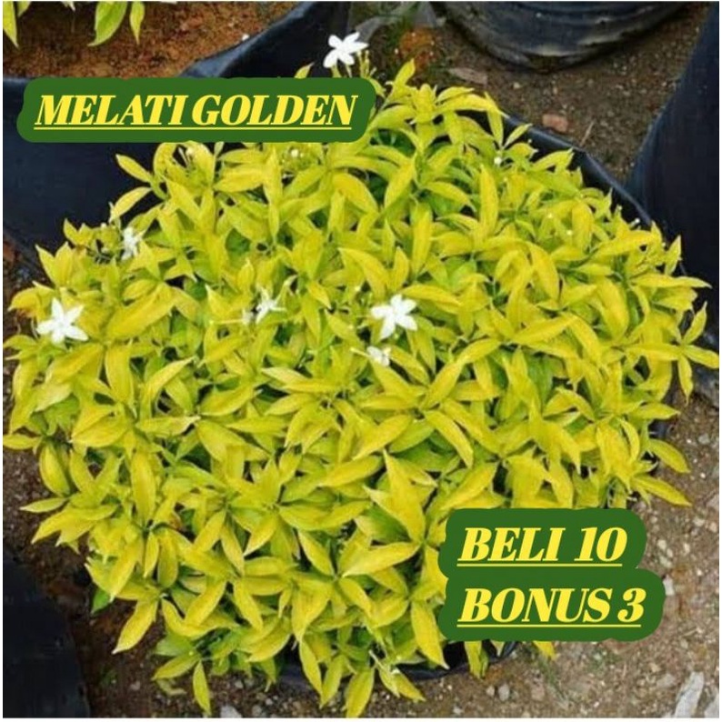 Jual MELATI GOLDEN ROMBUSA MINI GOLDEN | Shopee Indonesia