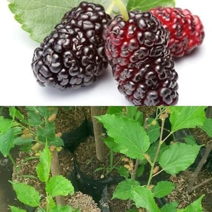 Jual Bibit Tanaman Buah Murbei Pohon Murbei Bibit Arbei Bibit Murbei ...