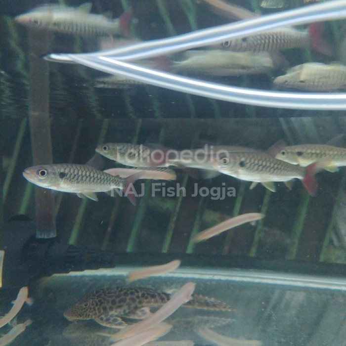 Jual Ikan Pink Tail Characin Tankmate Penghias Aquarium Aquascape ...