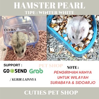 Jual HAMSTER WINTER WHITE WW BLUE ARGENTE / SAPHIRE / TIGER | Shopee ...