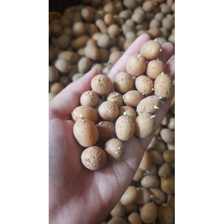Jual benih kentang berkualitas G0 size ukuran dibawah kelereng,siap ...