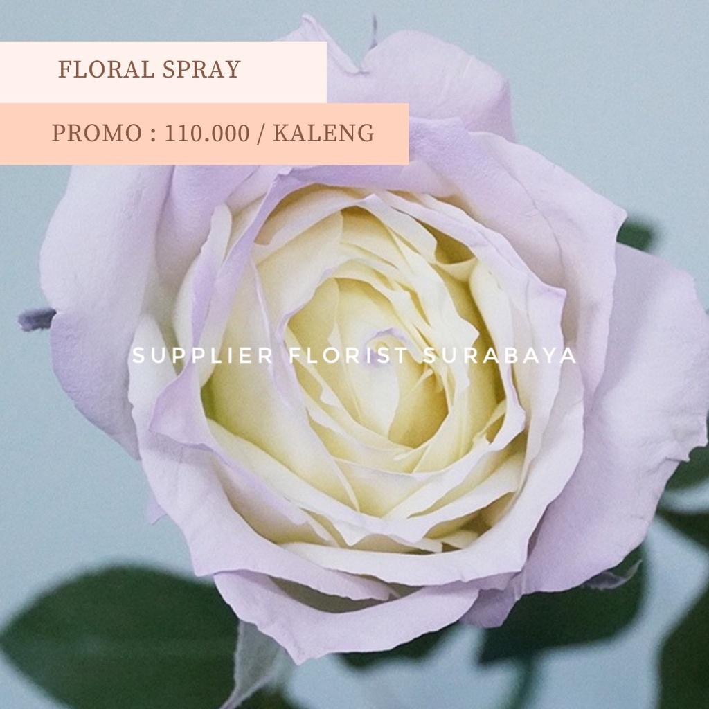 Jual FLORAL COLOR SPRAY CEPAT KERING PENGUBAH WARNA BUNGA ASLI ...