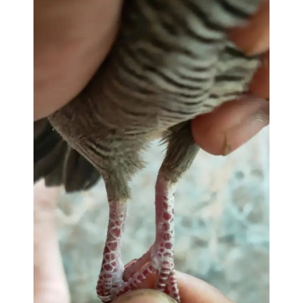 Jual burung perkutut cemani majapahit berkaturanggan rojowono | Shopee ...