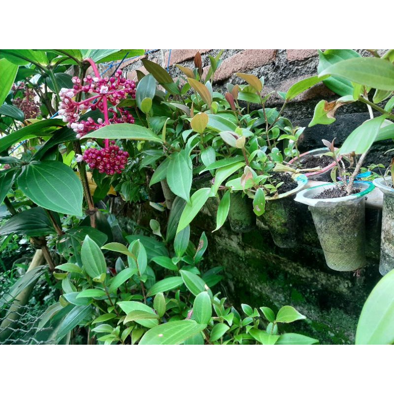 Jual Bibit Buah Parijoto Asli Gunung Muria Bibit Segar Original ... Jual Bibit Buah Parijoto Asli Gunung Muria Bibit Segar Original ...