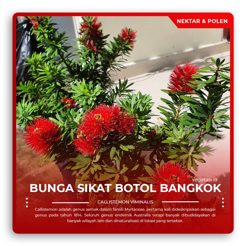 Jual Bibit Bunga SIkat Botol Bangkok Little John untuk hiasan taman dan ...