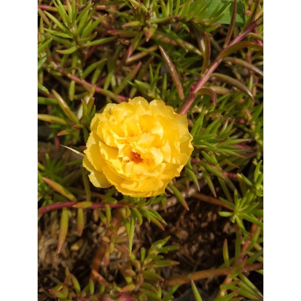 Jual PORTULACA BUNGA KUNING TUMPUK RIMBUN | Shopee Indonesia