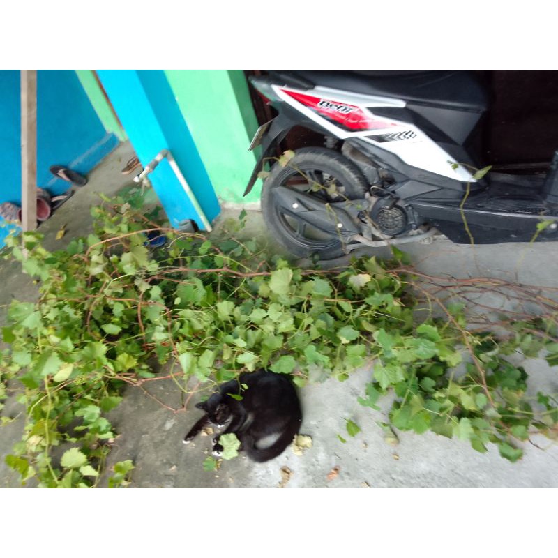 Jual paket 5 BATANG ANGGUR BAHAN STEK RED MASTER potongan segar ...