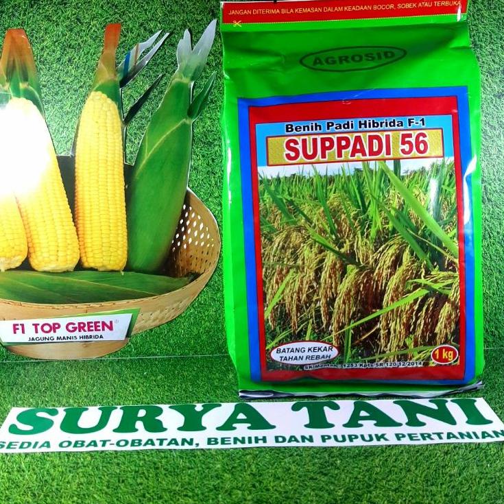 Jual Menarik.. Benih Padi Supadi Suppadi 56 | Shopee Indonesia