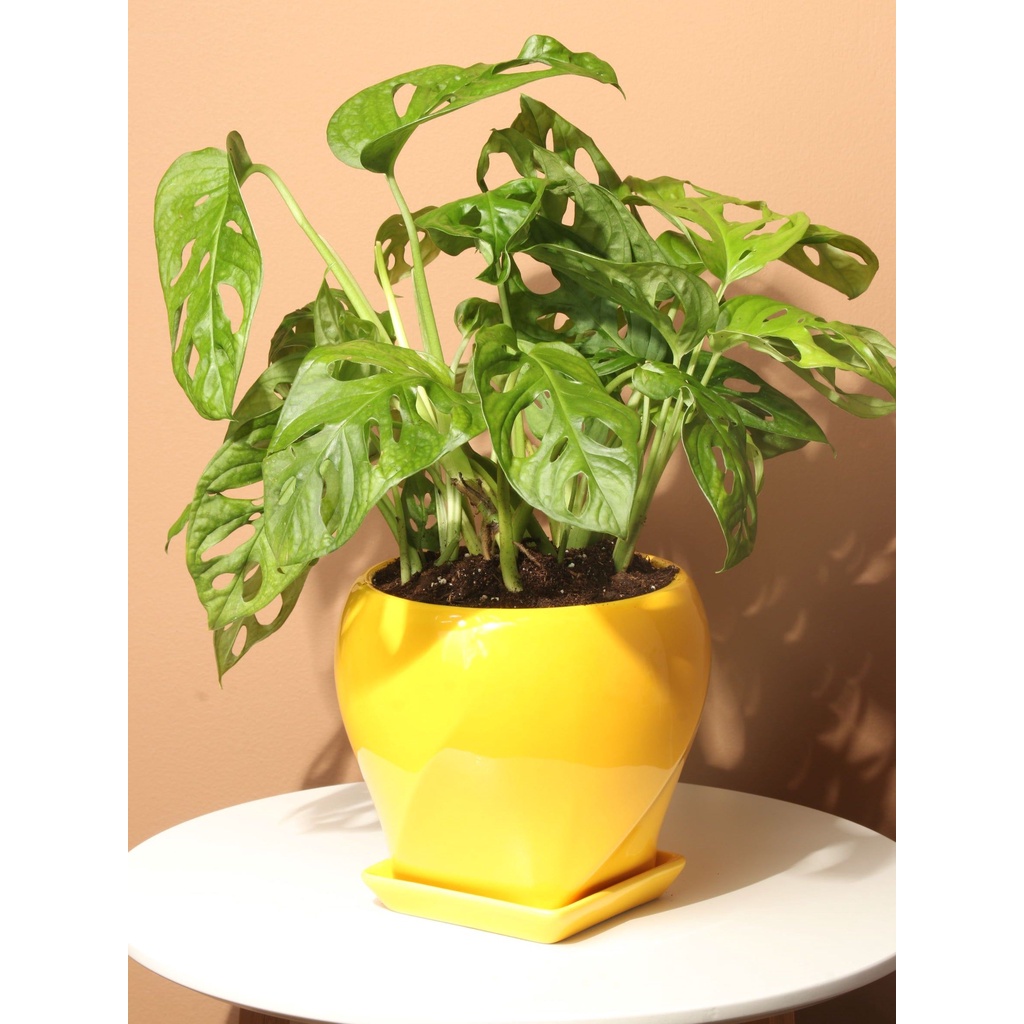 Jual Tanaman Janda Bolong bunga hias Monstera Obliqua hidup | Shopee ...