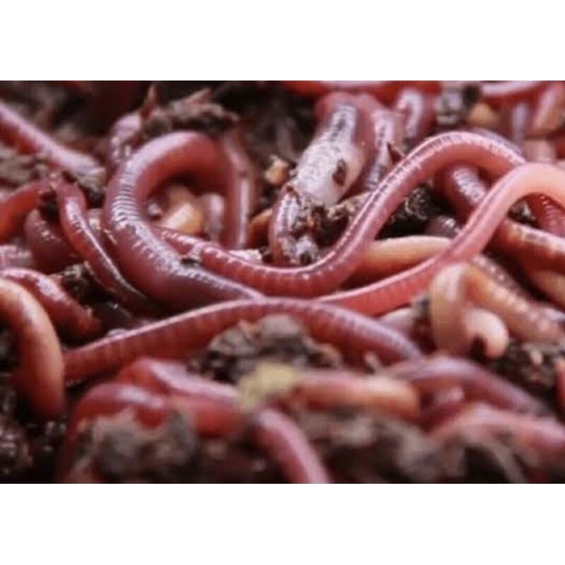 Jual cacing tanah hidup lumbricus rubellus pakan hidup ikan umpan ...