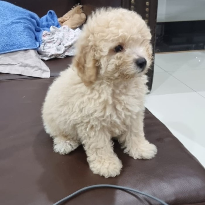 Jual Play Anjing Puddle Toy ( Anakan ) | Shopee Indonesia