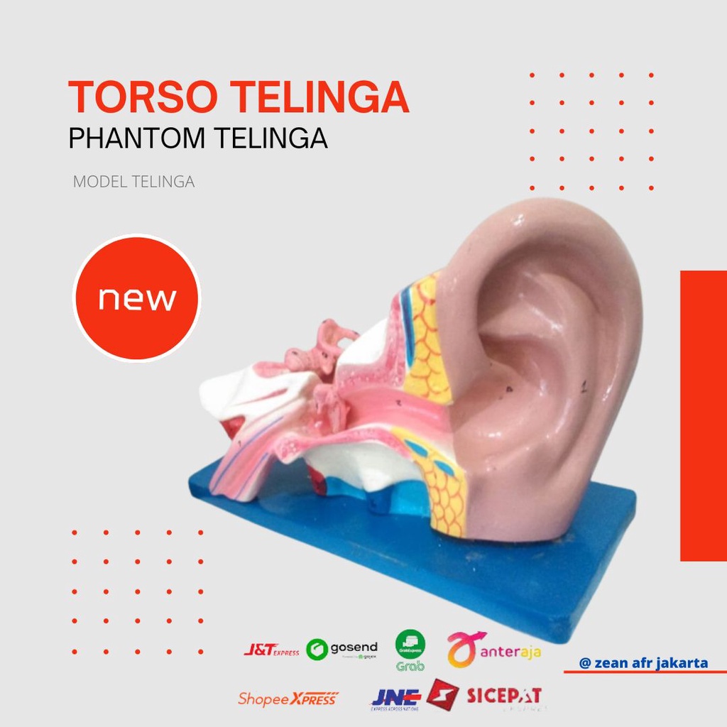 Jual Model Torso Telinga Manusia | Shopee Indonesia