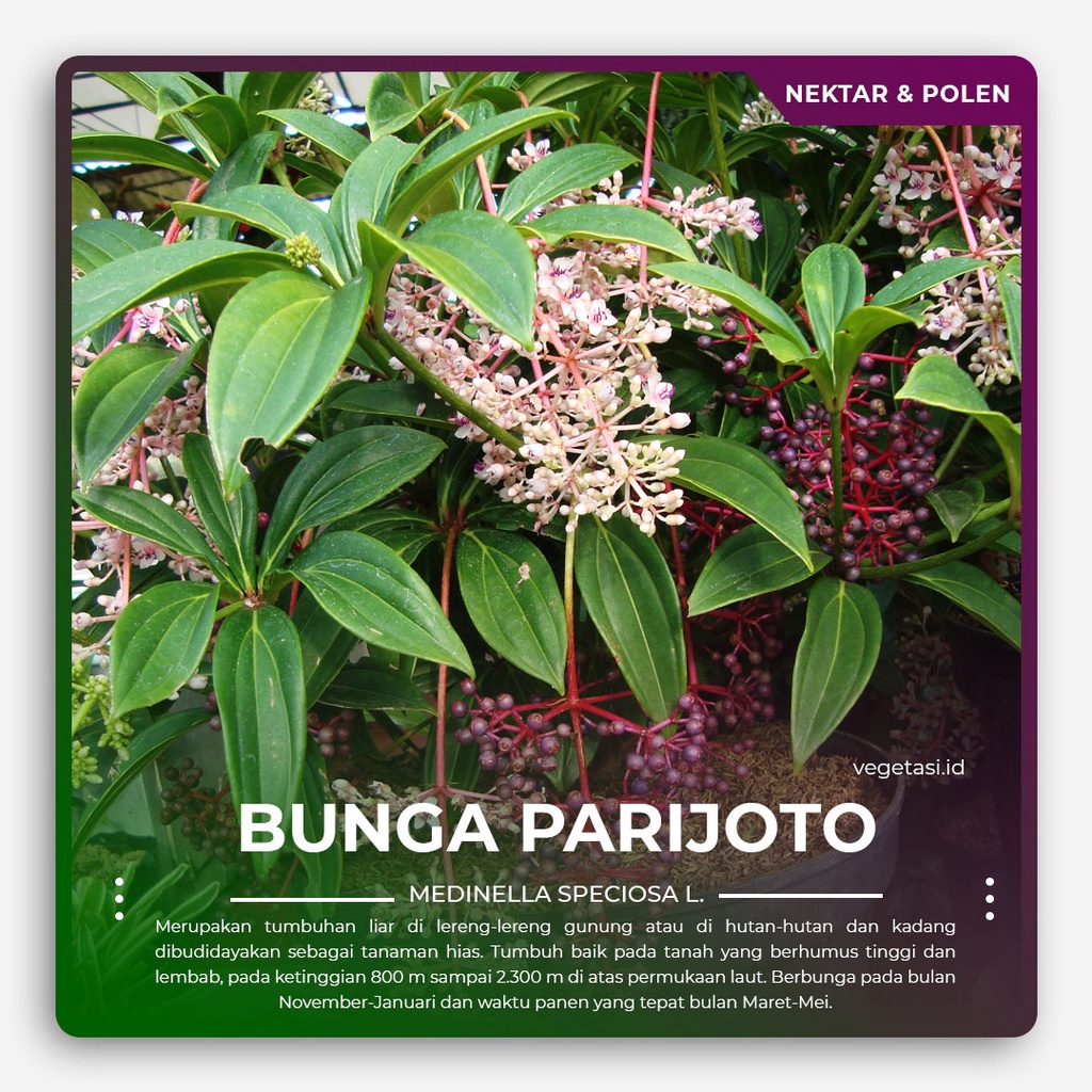 Jual Bibit Tanaman Bunga Parijoto Parijata Pari Joto untuk obat dan ...