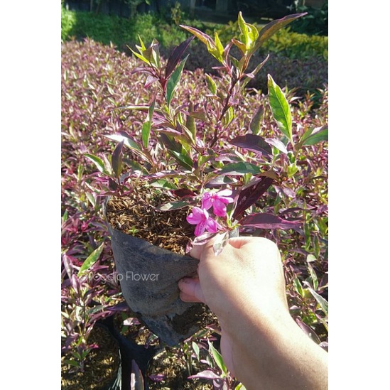 Jual Bunga Aprilia tanaman hias ~ | Shopee Indonesia