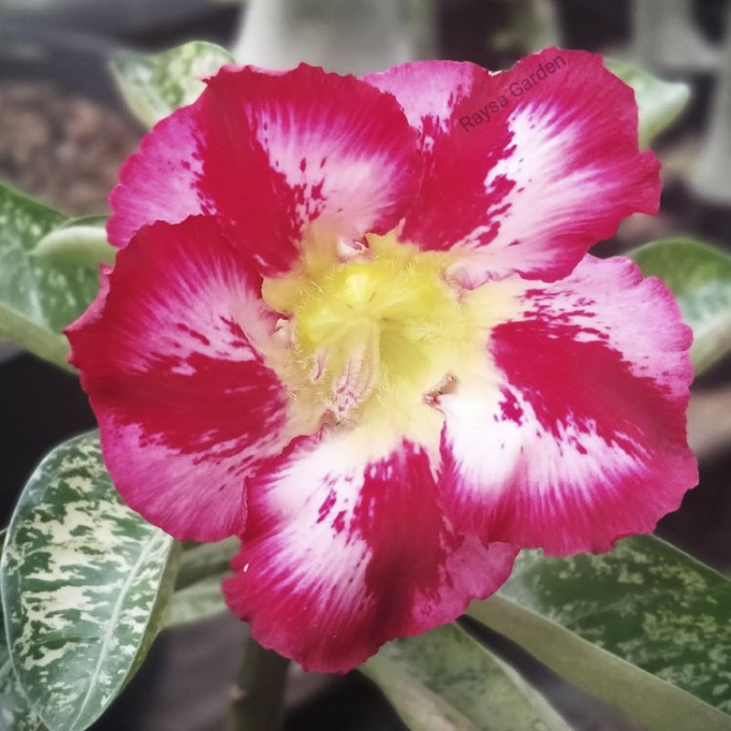 Jual Entres bunga adenium daun Varigata | Shopee Indonesia