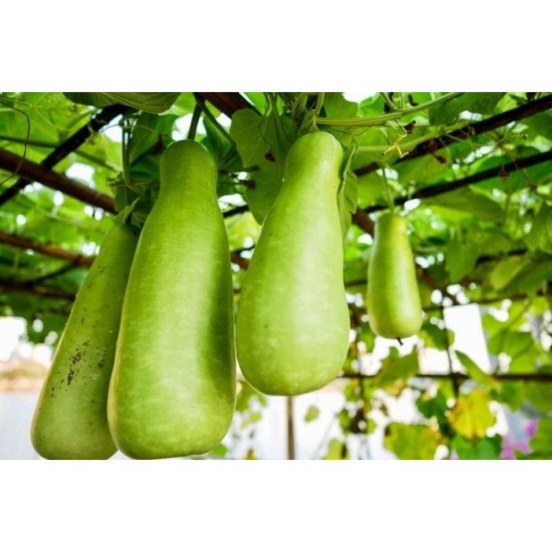 Jual 5 biji benih labu air manisa | Shopee Indonesia