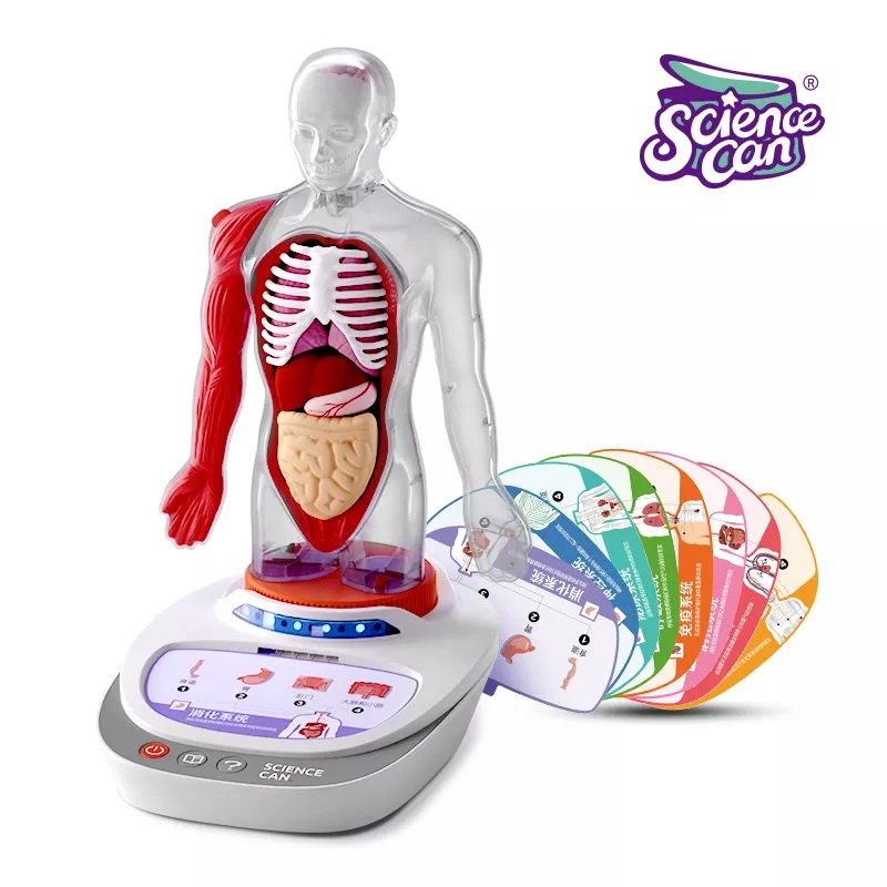 Jual MALOTOYS - SCIENCE CAN Human Body Anatomy My Body Voice Pedia ...
