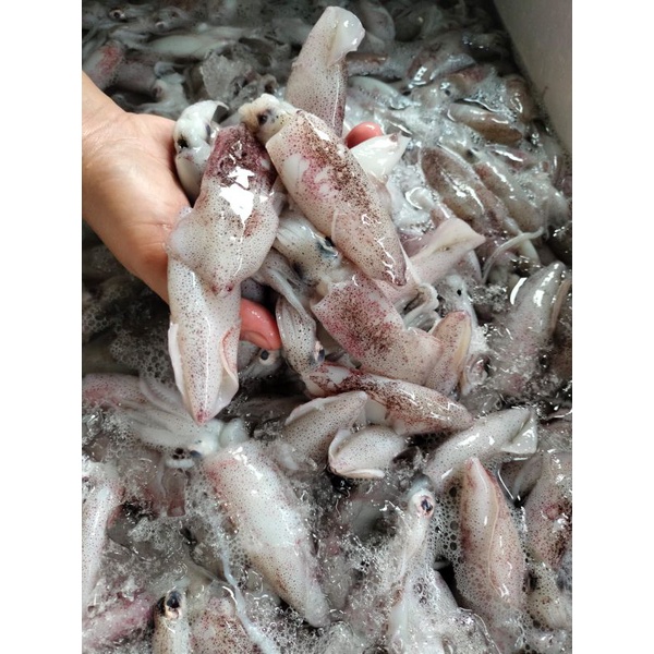 Jual cumi telur / sero 1 kg | Shopee Indonesia