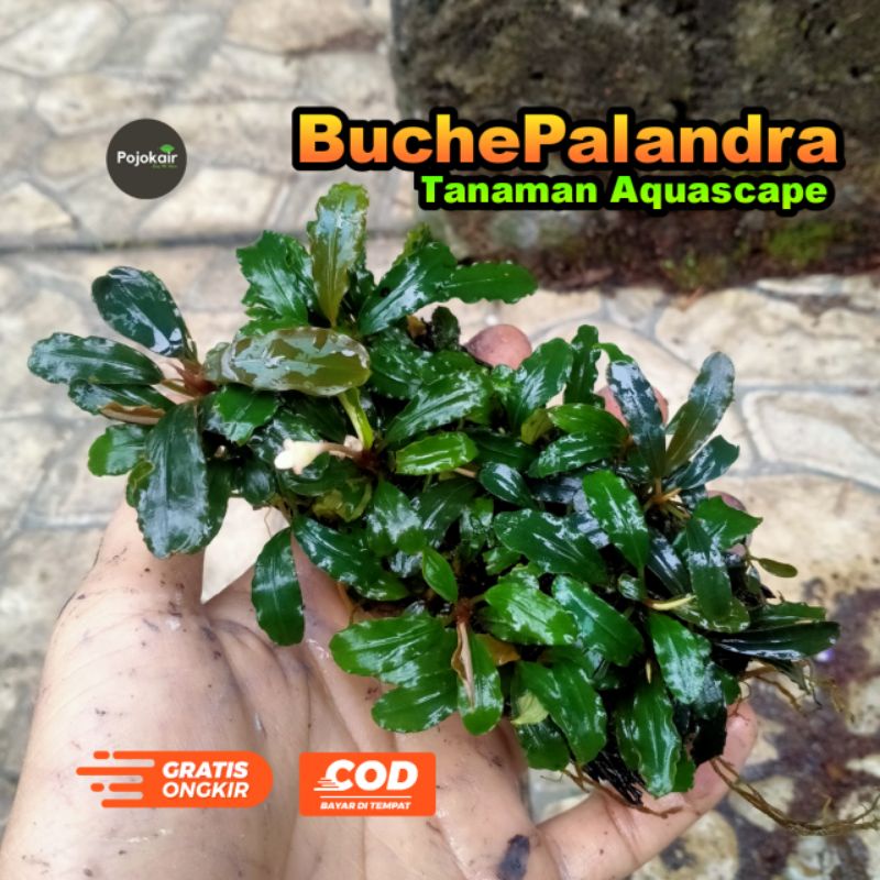 Jual Tanaman Aquascape Buchepalandra Medium | Media pakis | Batangan ...