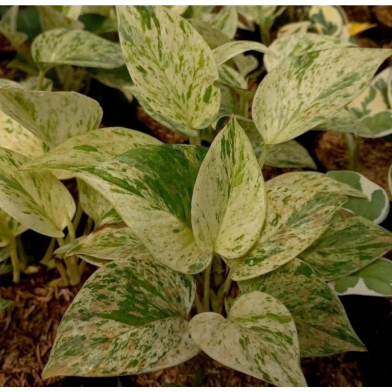Jual Tanaman hias Epipremnum Aureum - Epipremnum Var Marble Queen ...