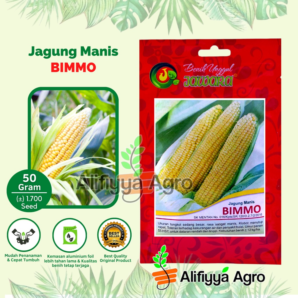 Jual BENIH JAGUNG MANIS BIMMO JAWARA ISI 50 GRAM ( +/- 1700 BENIH ) | Shopee Indonesia
