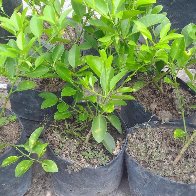 Jual joss Bibit Pohon Jeruk Nipis Bibit Tanaman Jeruk Nipis Tanaman ... Jual joss Bibit Pohon Jeruk Nipis Bibit Tanaman Jeruk Nipis Tanaman ...