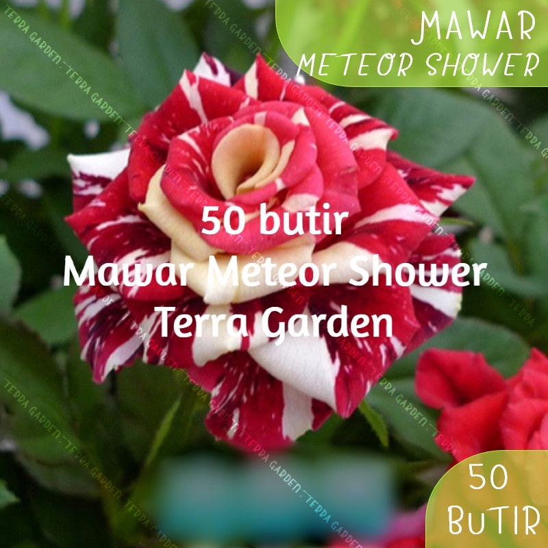 Jual Biji Benih Bunga Mawar Merah Putih Rose Bibit Seeds | Shopee Indonesia