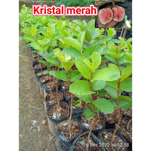 Jual bibit jambu kristal merah/red diamond | Shopee Indonesia