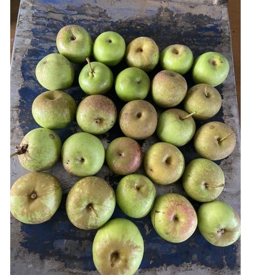 Jual apel malang mini manalagi (apel cherry) 1 kg isi 18-20 biji(cocok ...