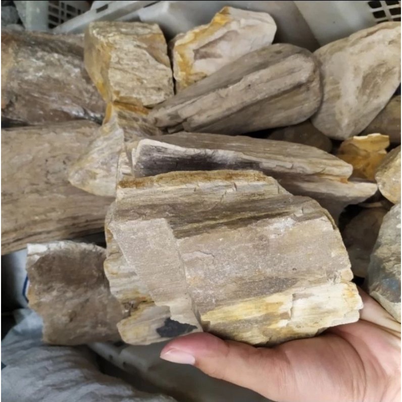 Jual Batu fosil aquascape aquarium fossil stone batu fosil kayu 1kg ...