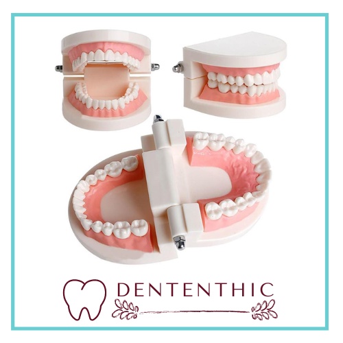 Jual Model studi gigi / Phantum gigi / phantom studi rahang gigi ...