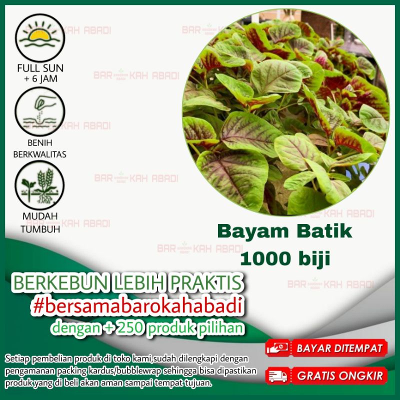 Jual 1000 Biji - Benih Bayam BELANG (bayam batik) | Shopee Indonesia