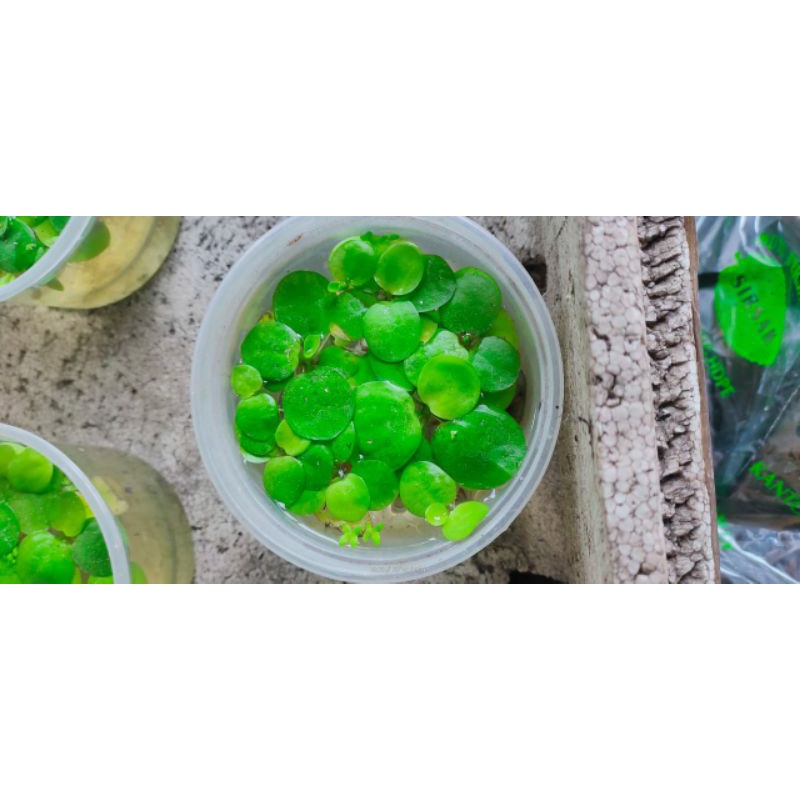 Jual tanaman frobit untuk anakan ikan | Shopee Indonesia